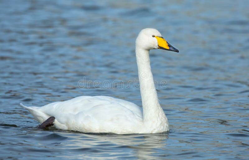 Whooper Swan, Cygnus Cygnus on the Lake Stock Photo - Image of cologne ...