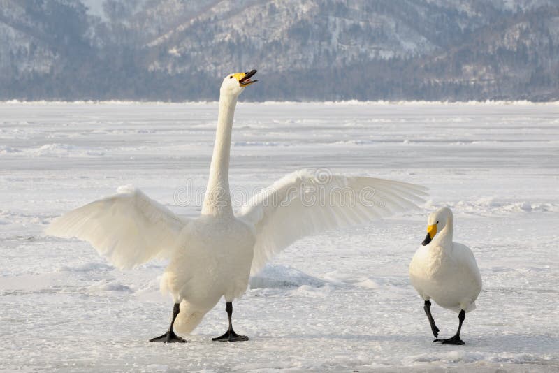 Whooper Swan stock photo. Image of aquatic, animals, anatidae - 29277012
