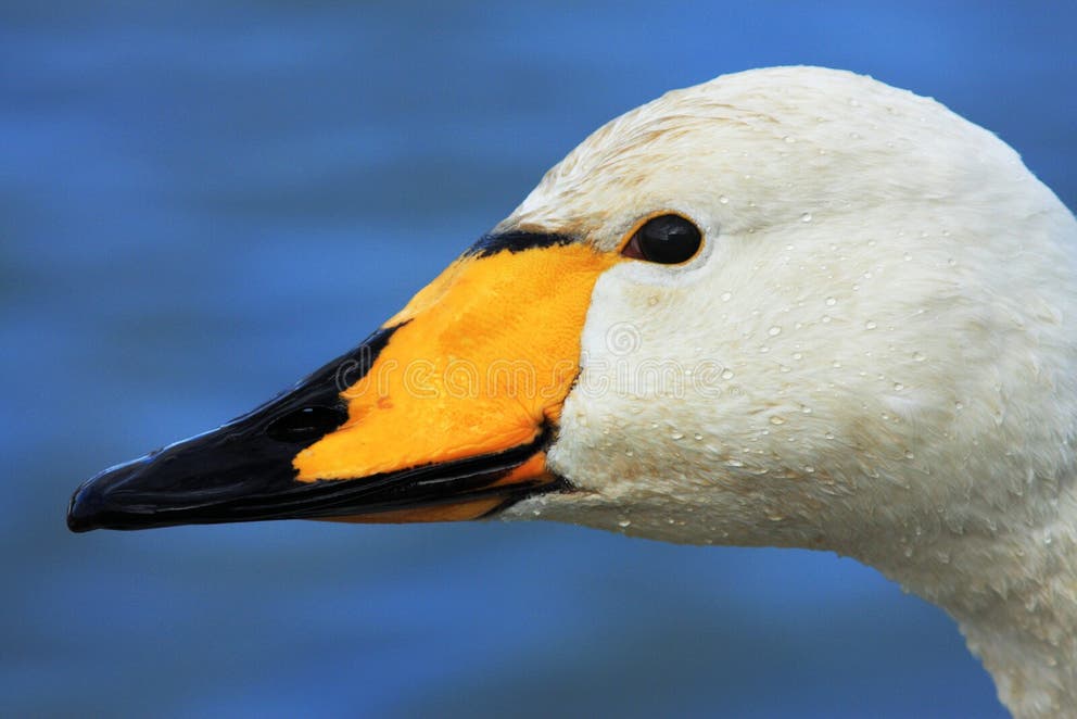 Whooper Swan stock photo. Image of face, horizontal, beak - 8513172