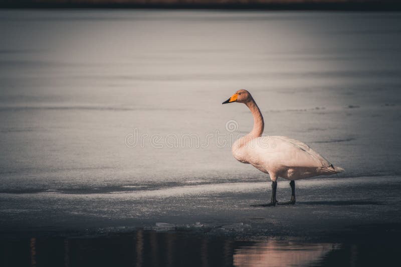 Whooper Swan (Cygnus Cygnus) on the Beach Stock Photo - Image of ...