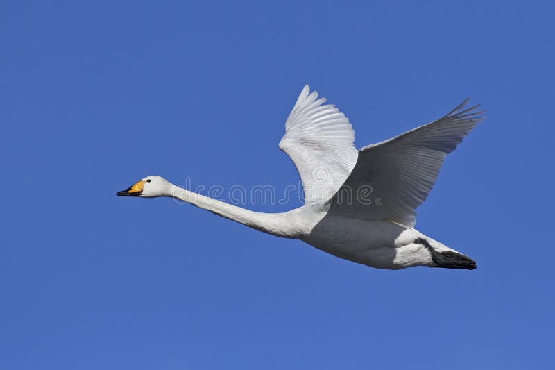 Whooper Swan (Cygnus Cygnus) Stock Image - Image of blue, flight: 335105855
