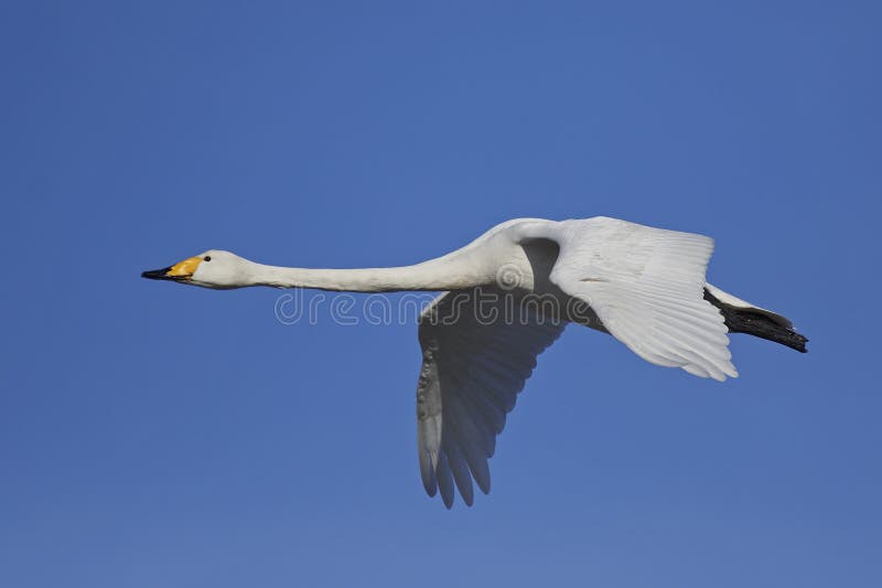Whooper Swan (Cygnus Cygnus) Stock Photo - Image of whooper, animal ...