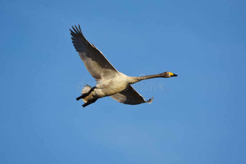 Whooper Swan (Cygnus Cygnus) Flying in the Sky. Stock Image - Image of ...