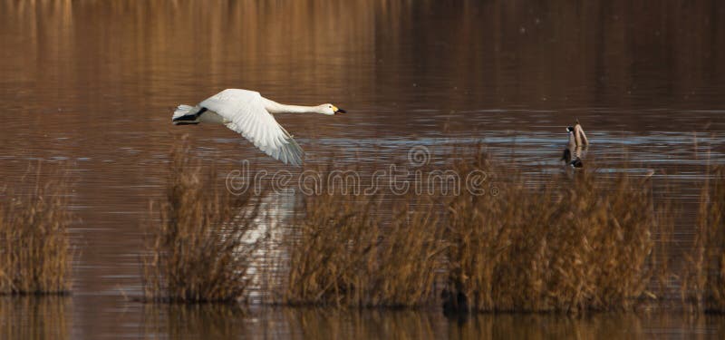 Whooper Swan in flight stock image. Image of birds, colour - 23062847