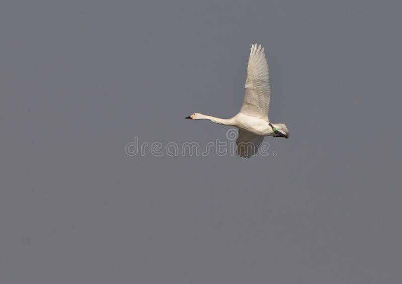 A Whooper Swan in flight stock photo. Image of europe - 23062864