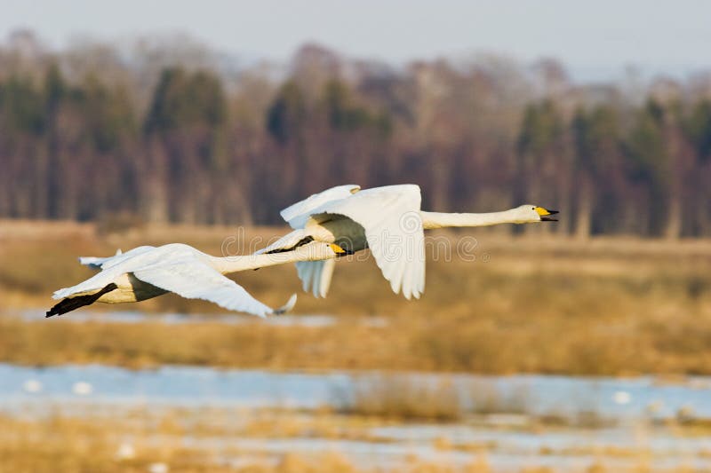 Whooper Swan flying stock photo. Image of behaviour, feathers - 8066884