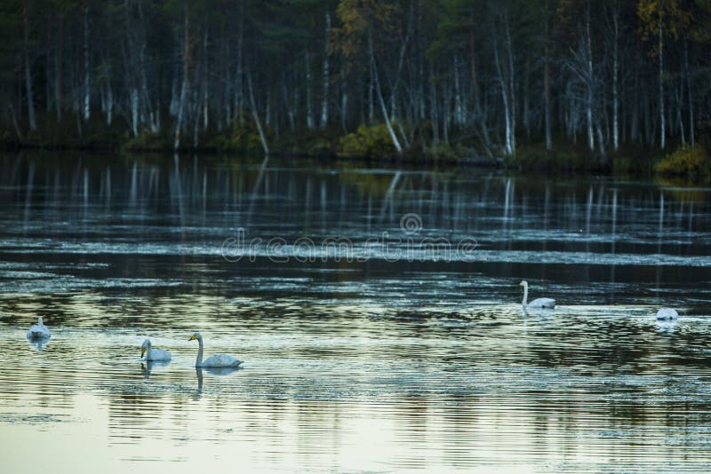 Whooper Swan Group in a Lake in Lapland, Finland Stock Photo - Image of ...