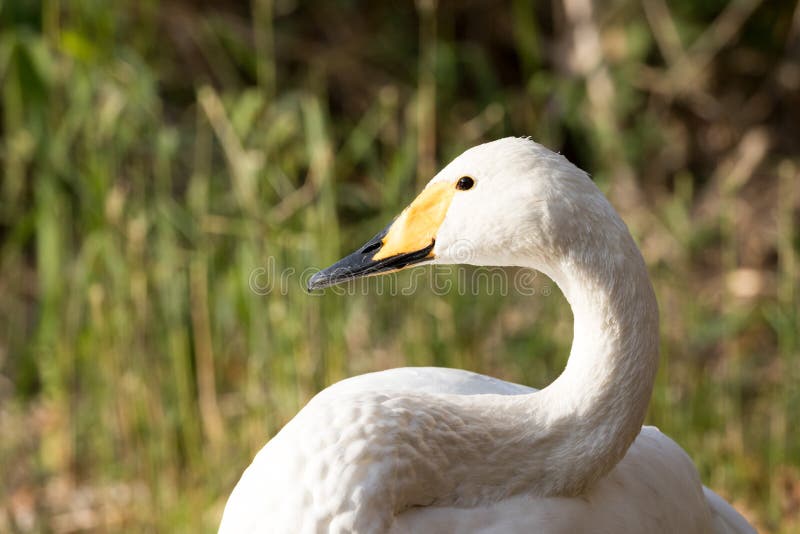 Whooper swan. stock photo. Image of animal, head, yellow - 61656666