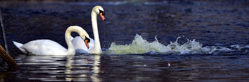 Whooper swan stock image. Image of swan, birds, animal - 49333089