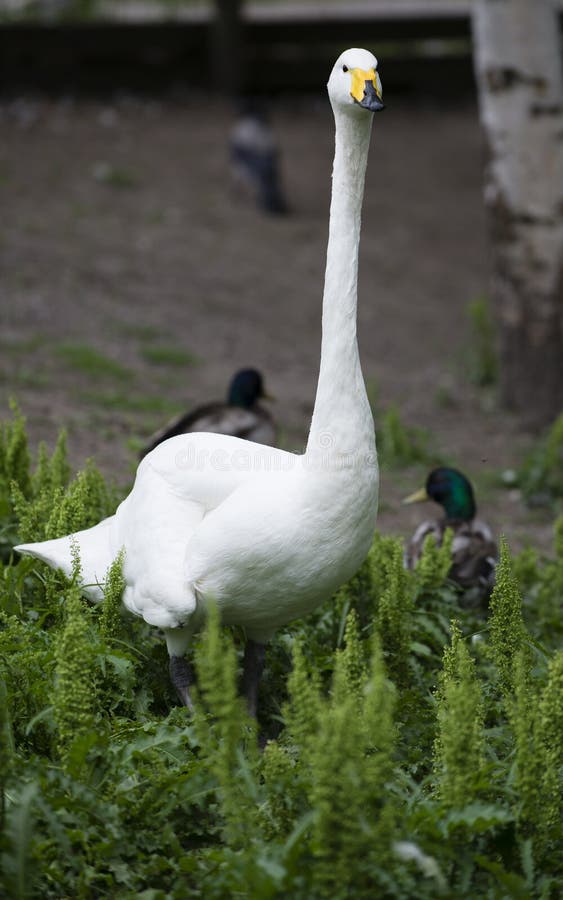 Whooper Swan stock photo. Image of wildlife, goose, waterfowl - 31762500