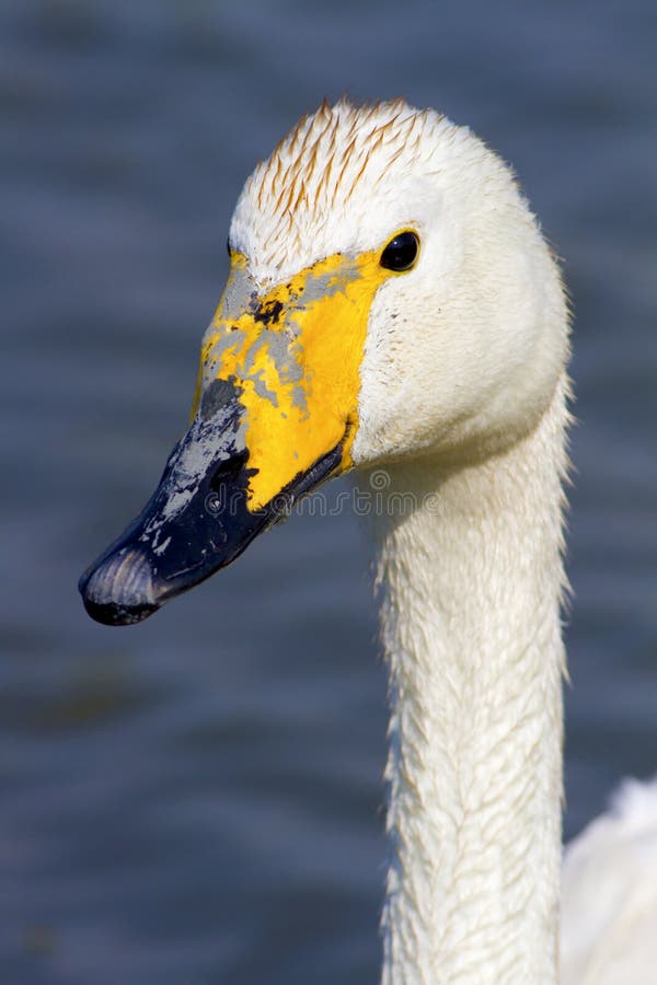 Whooper Swan at the Spring Migration Stock Image - Image of animal ...