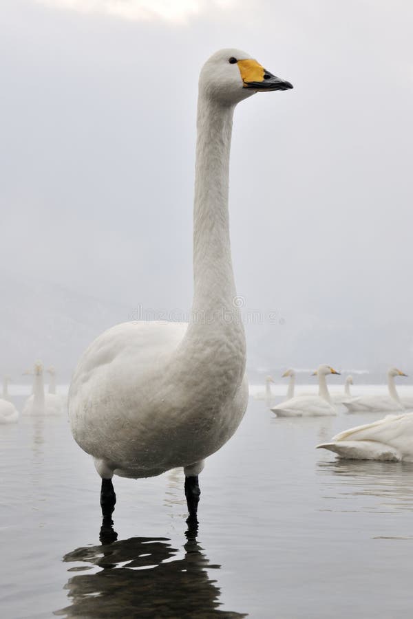 Whooper Swan stock image. Image of kussharo, closeup - 37444857