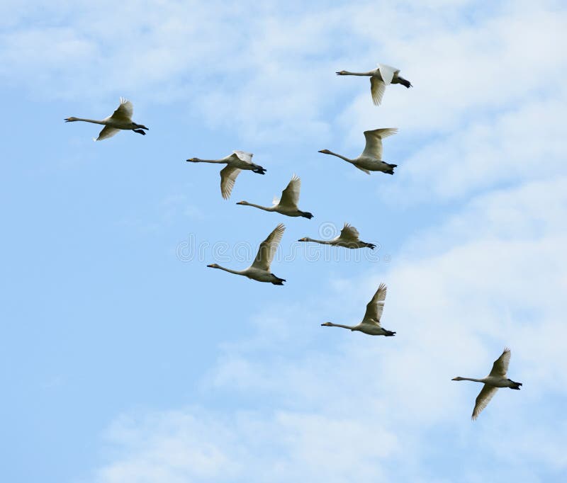 Whooper Swans in flight stock photo. Image of whooper - 94037514