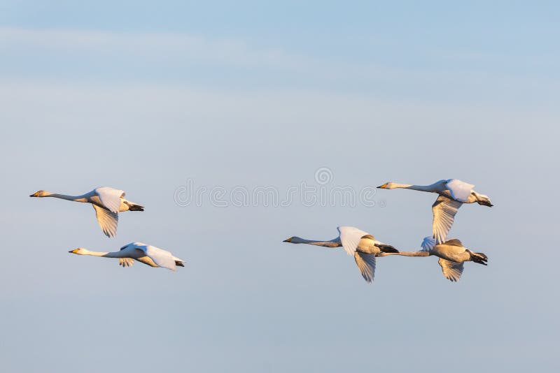 Whooper Swans stock photo. Image of scenic, bird, animals - 36151636