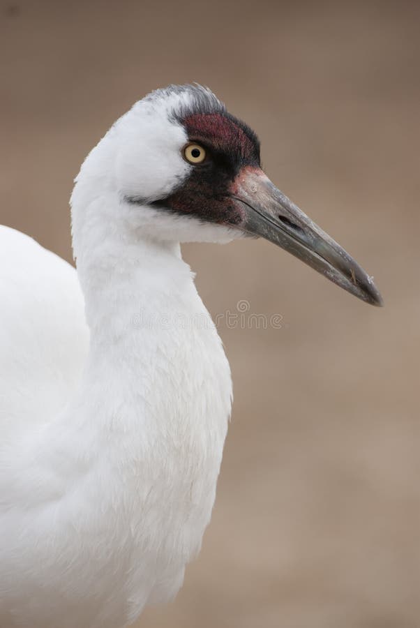 Whooping Crane in Flight stock photo. Image of flying - 47441894