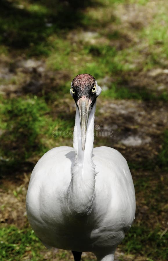 Whooping Crane stock photo. Image of close, north, head - 21189932