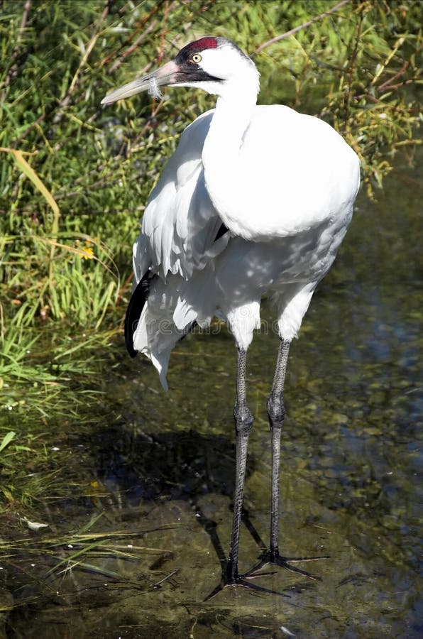 Whooping Crane stock photo. Image of threatened, crane - 6383894