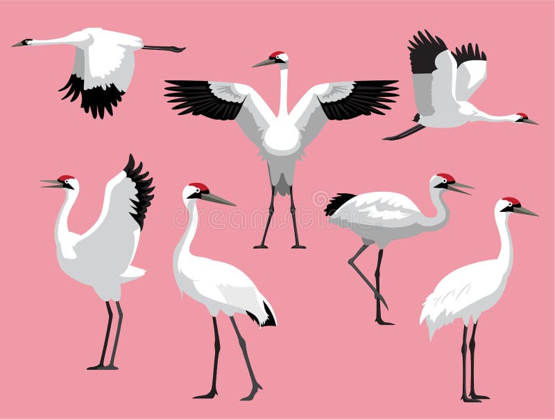 Whooping Crane Bird Exotic Various Poses Cartoon Vector Character Stock ...