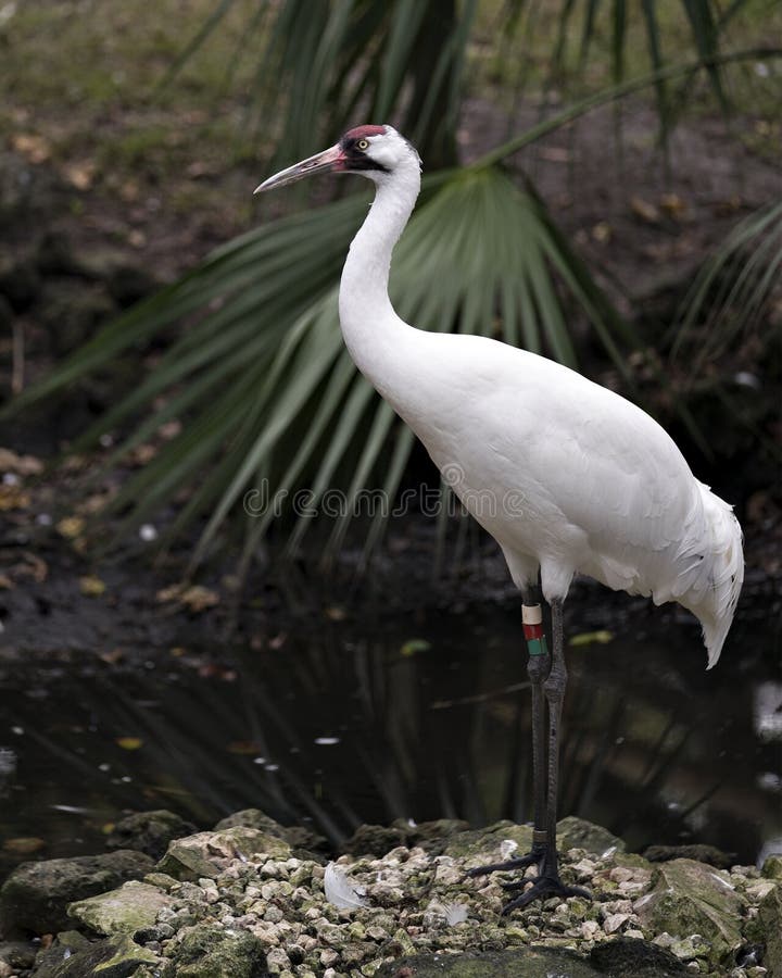 Whooping Crane Bird Stock Photos. Whooping Crane Bird Profile-view ...