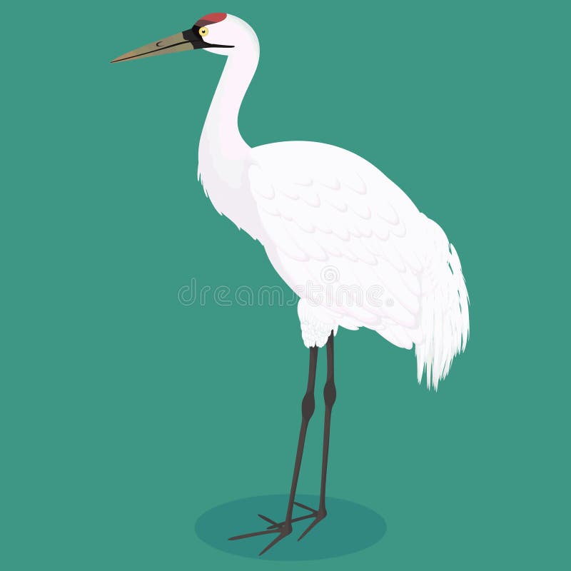 Bird Whooping Crane Flying Cartoon Vector Animation Frame Stock Vector ...