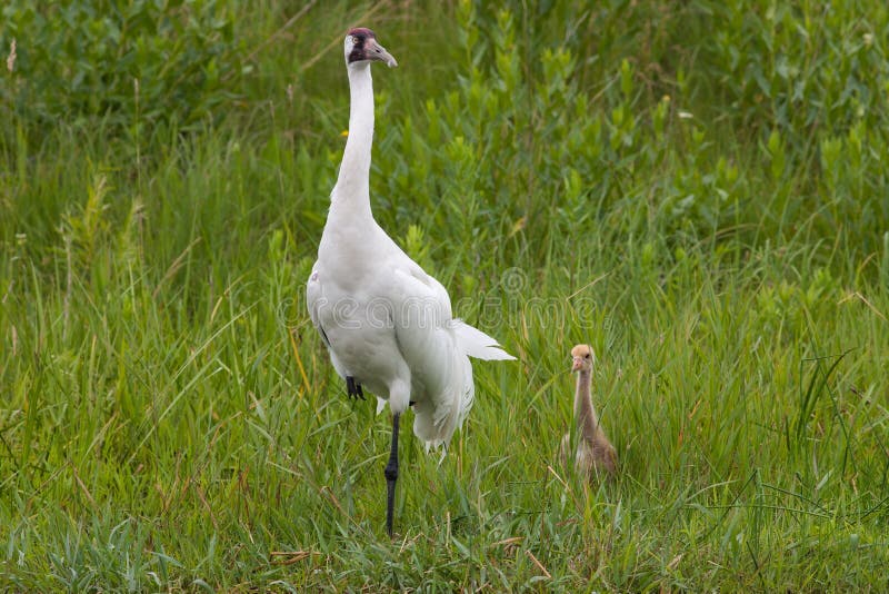 Whooping Crane Chick Stock Photos - Free & Royalty-Free Stock Photos ...