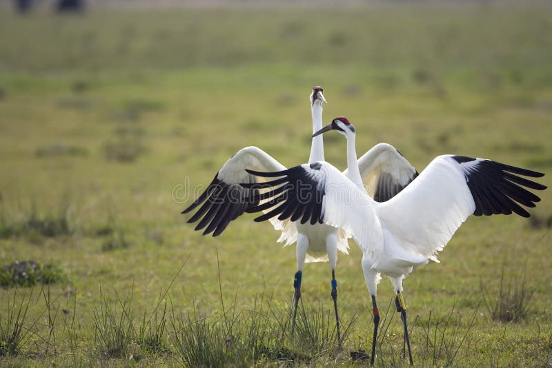 Whooping Cranes Doing the Mating Dance Stock Photo - Image of cranes ...