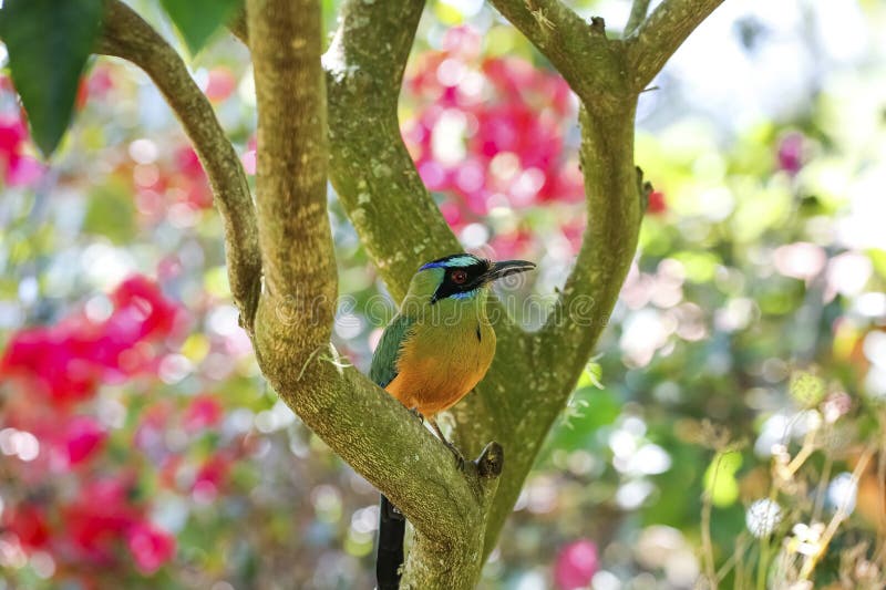 Motmotin Stock Photos - Free & Royalty-Free Stock Photos from Dreamstime