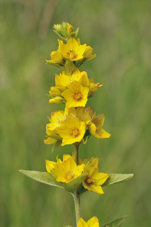 Whorled Loosestrife stock photo. Image of levels, whorled - 15345776