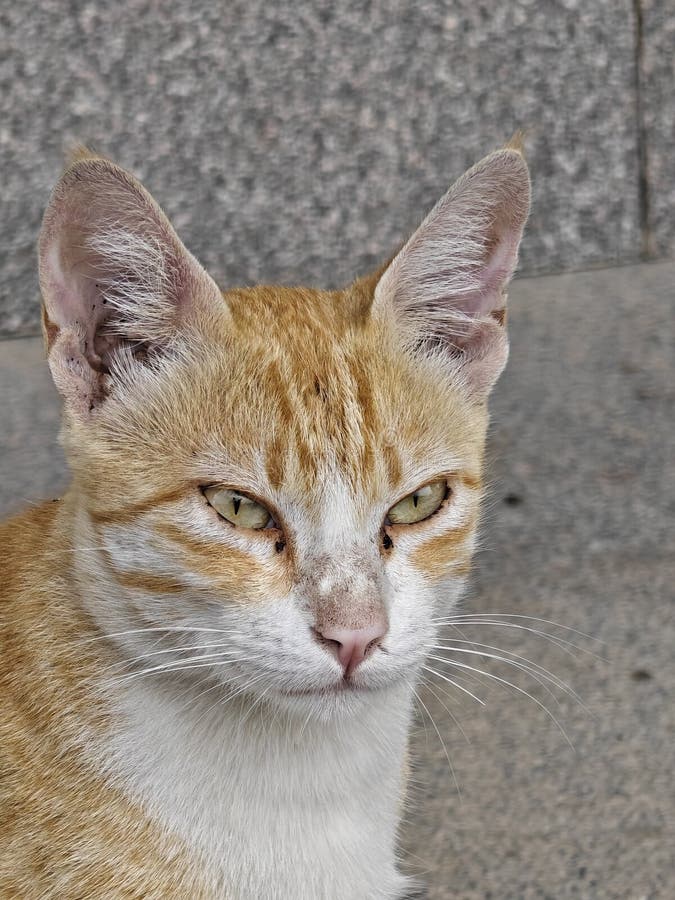 Why cat is serious look stock photo. Image of serious - 323324208