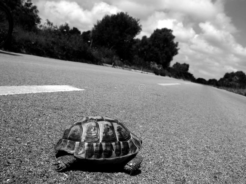 Why Did the Turtle Cross the Road Stock Photo - Image of lookout, feet ...