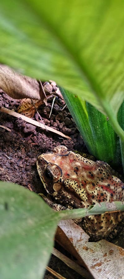 Why do frogs like to hide? stock image. Image of hide - 370323275