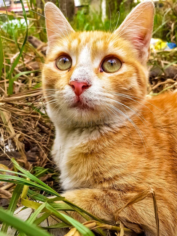 Why Do I Love Cats so Much? Stock Photo - Image of domestic, animal ...