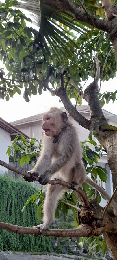 Why Do You Want To Make a Monkey Out of Me? I am Just Trying To Help ...