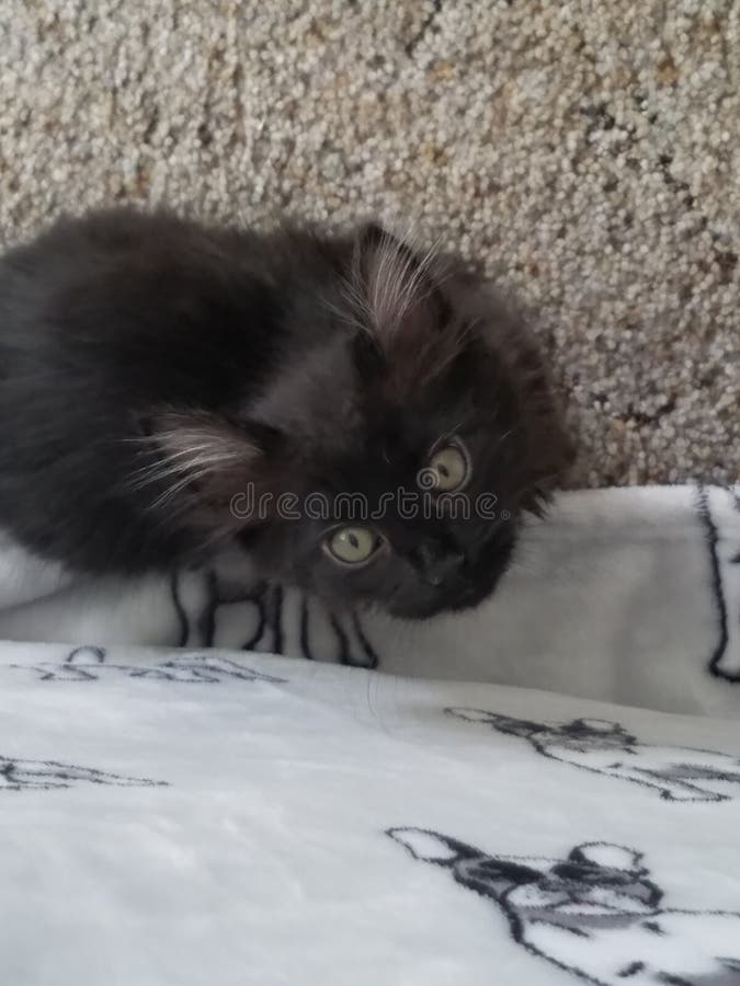 Why Hello stock image. Image of cutie, kitten, sneaky - 161726551