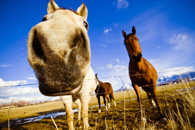Why the Long Face? stock photo. Image of funny, field - 10708228 Why the Long Face? stock photo. Image of funny, field - 10708228