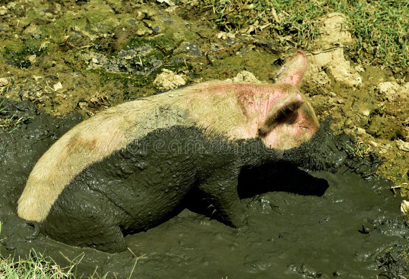 Why is a Pig always at Its Happiest in the Mud Stock Image - Image of ...
