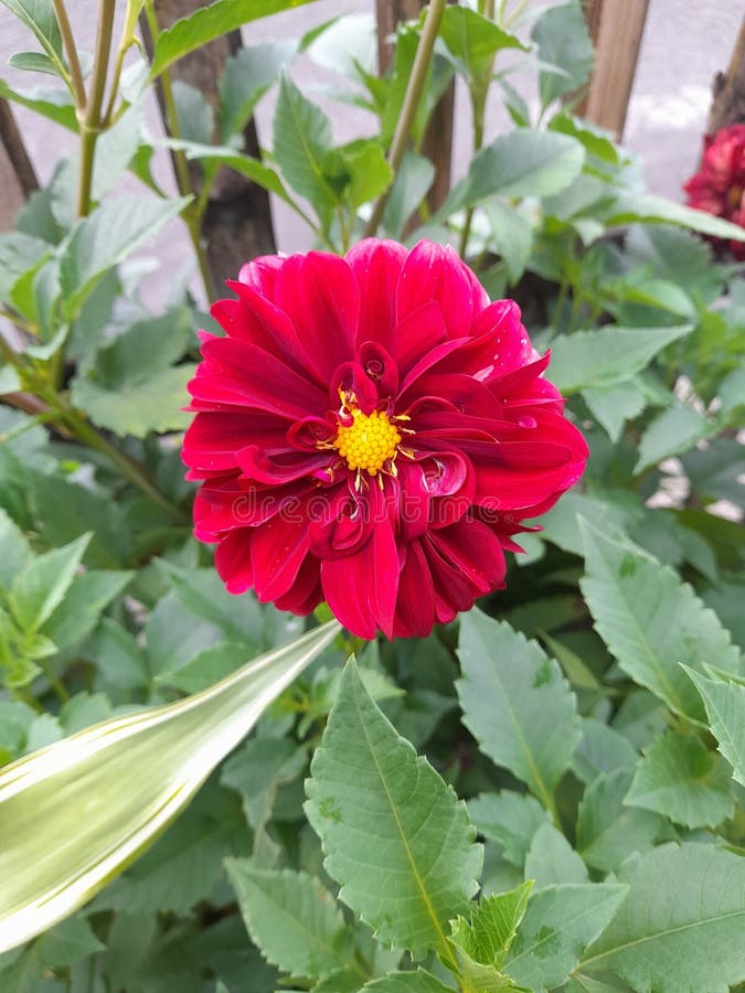 Fllower Endemic Stock Photos - Free & Royalty-Free Stock Photos from ...