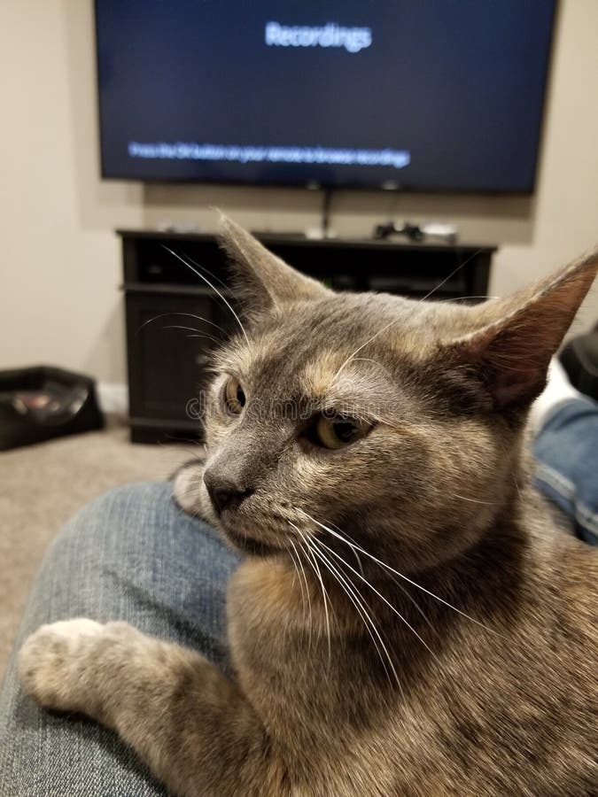 Why so serious Ash stock image. Image of kitten, serious - 143862901