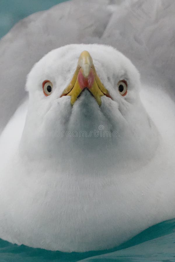 Why are You Looking at Me? Yellow-legged Gull Stock Photo - Image of ...