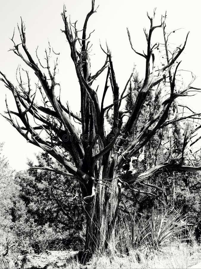 Wicked Tree Drawing Stock Photos - Free & Royalty-Free Stock Photos ...