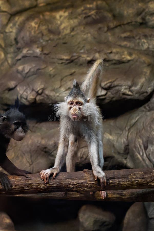 Wicked monkey portrait stock photo. Image of jungle, funny - 60951198