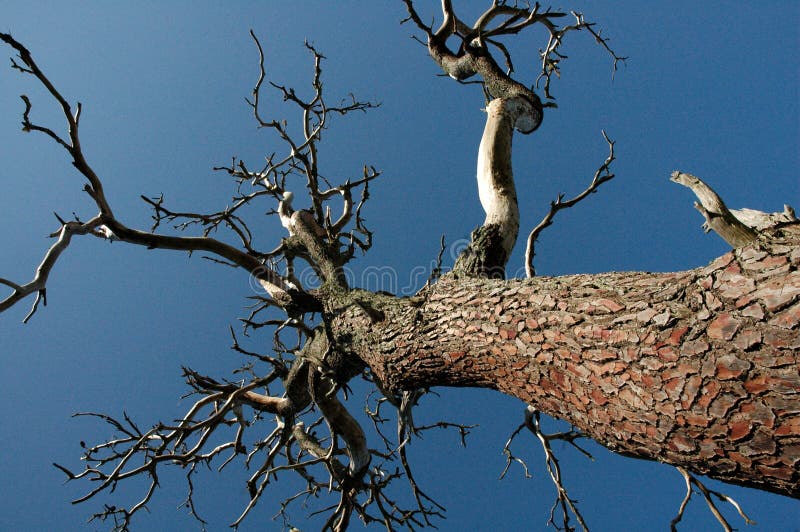 Wicked Tree stock image. Image of trees, dead, branches - 44167