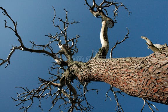 Wicked Tree stock image. Image of trees, dead, branches - 44167