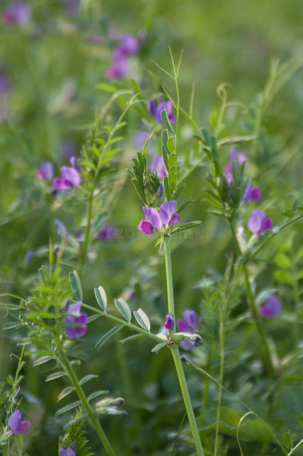 Wicken-Vicia Sativa stockfoto. Bild von wege, stauden - 87509812