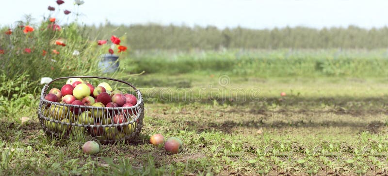 Rustic fruits stock image. Image of apple, green, gardening - 227489315