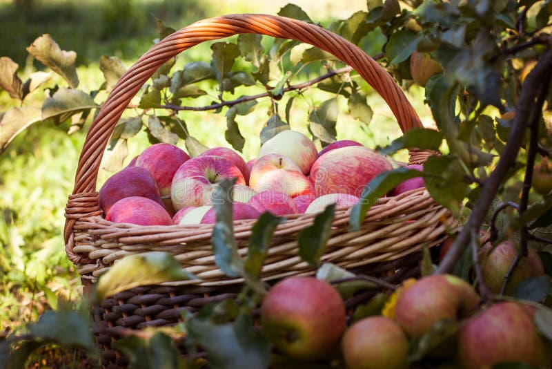 Wicker Basket with Apples Near the Tree Stock Photo - Image of farm ...