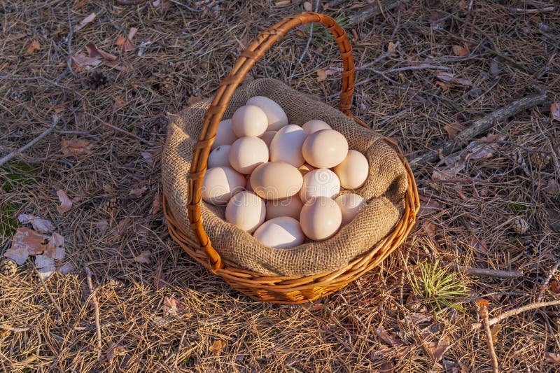 A Wicker Basket Full of White Chicken Eggs Standing on a Forest Edge ...