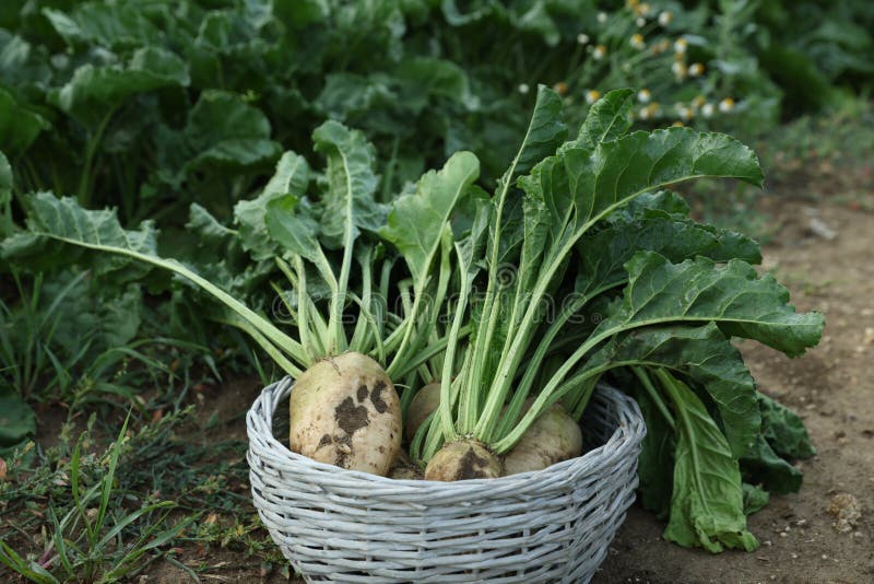 Wicker Basket with Fresh White Beets in Field, Closeup Stock Image ...