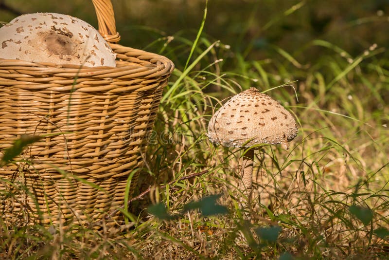 Wicker Basket Full of Mushrooms and Growing Mushrooms Stock Photo ...