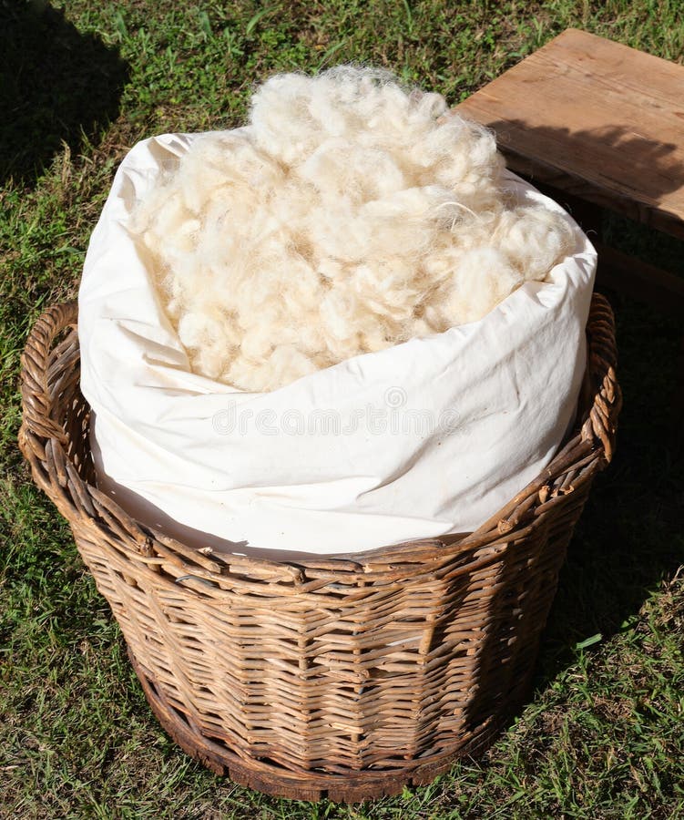 Wicker Basket with a Pile of Wool Inside To Be Treated and Spun Stock ...